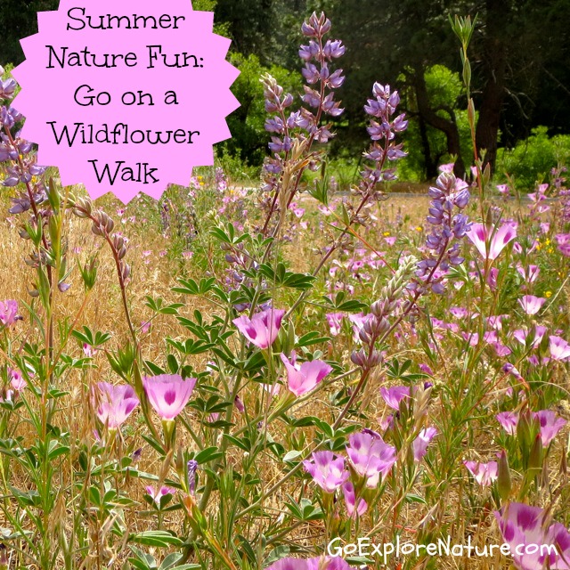 Fun Friday: Go on a Wildflower Walk - GoExploreNature.com